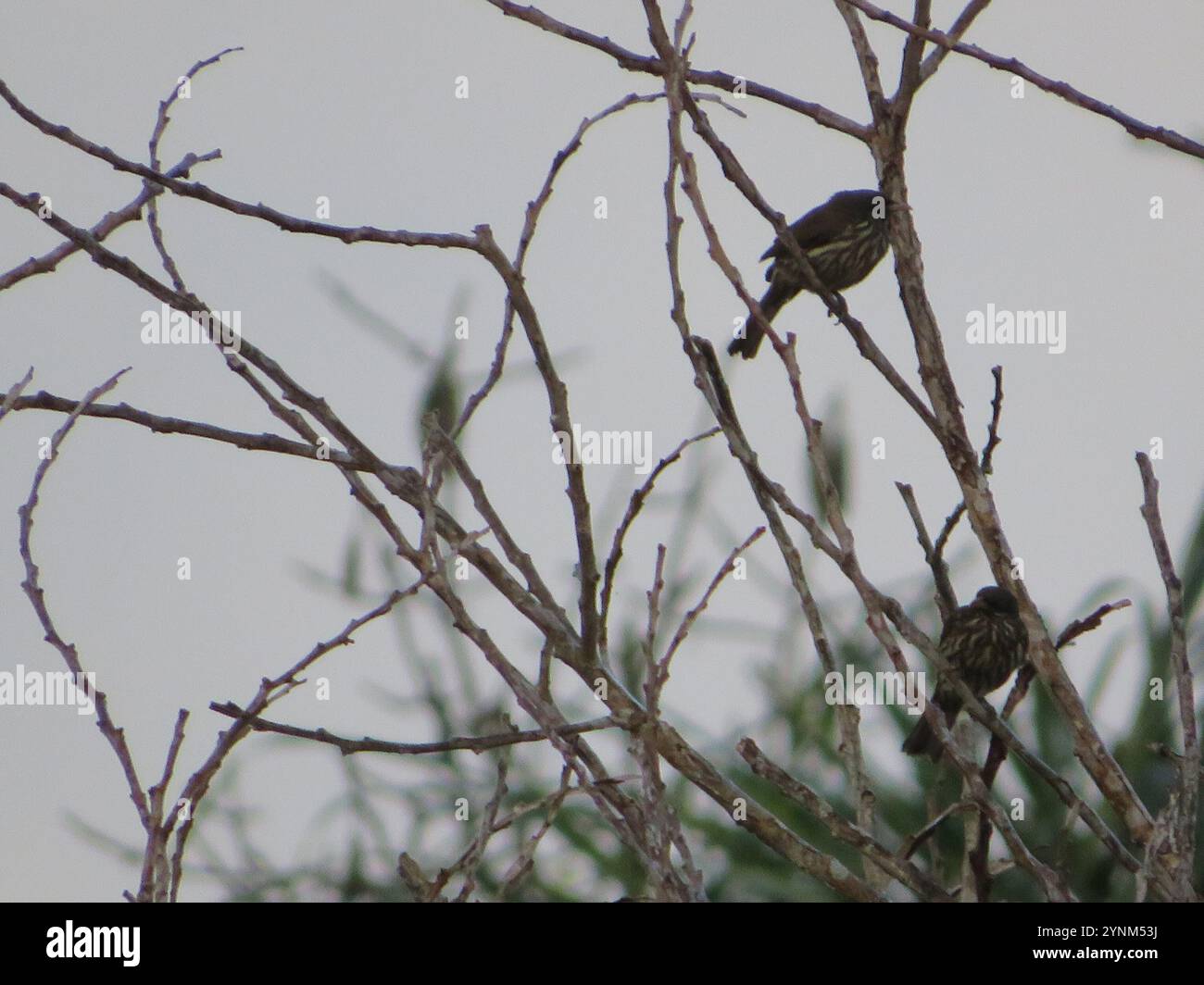 Dulus dominicus hi-res stock photography and images - Alamy