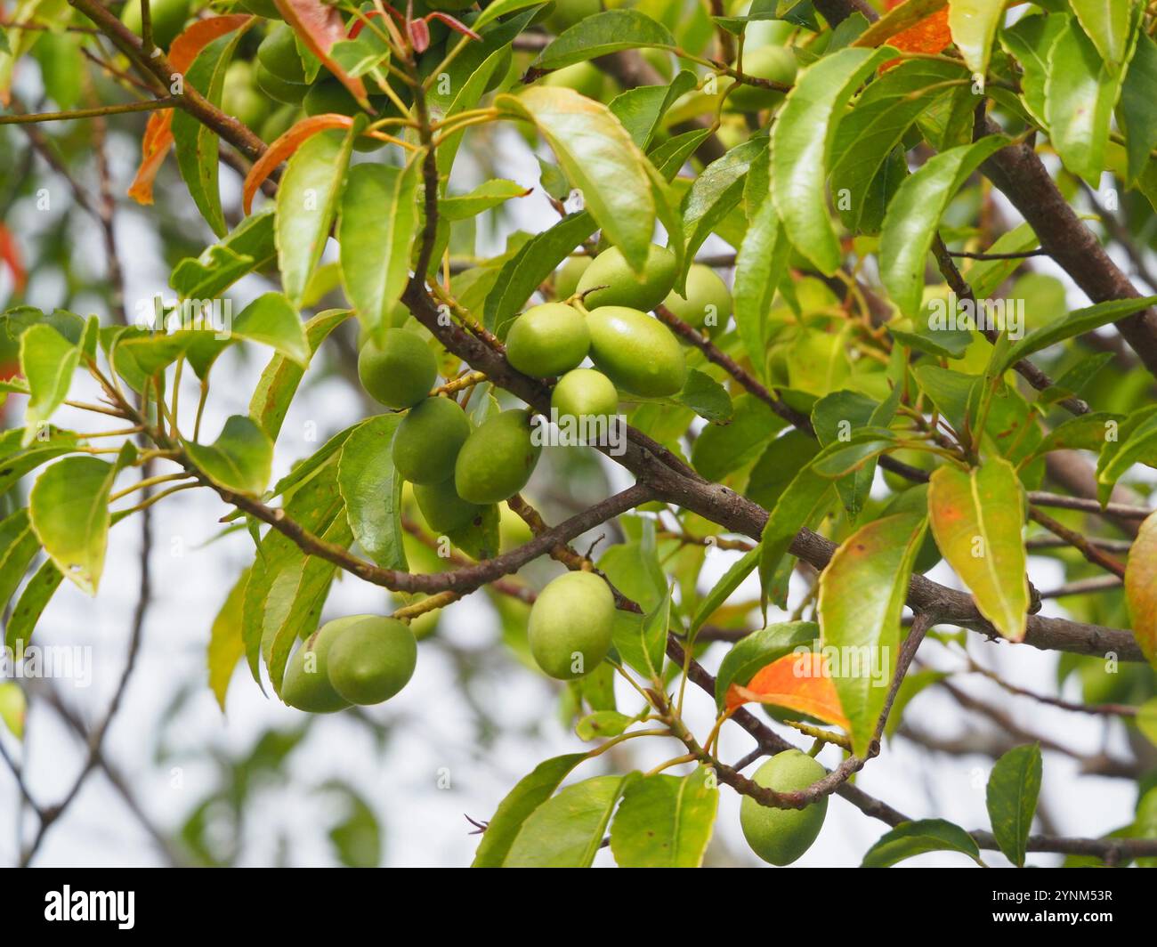 Ceylon olive (Elaeocarpus serratus Stock Photo - Alamy