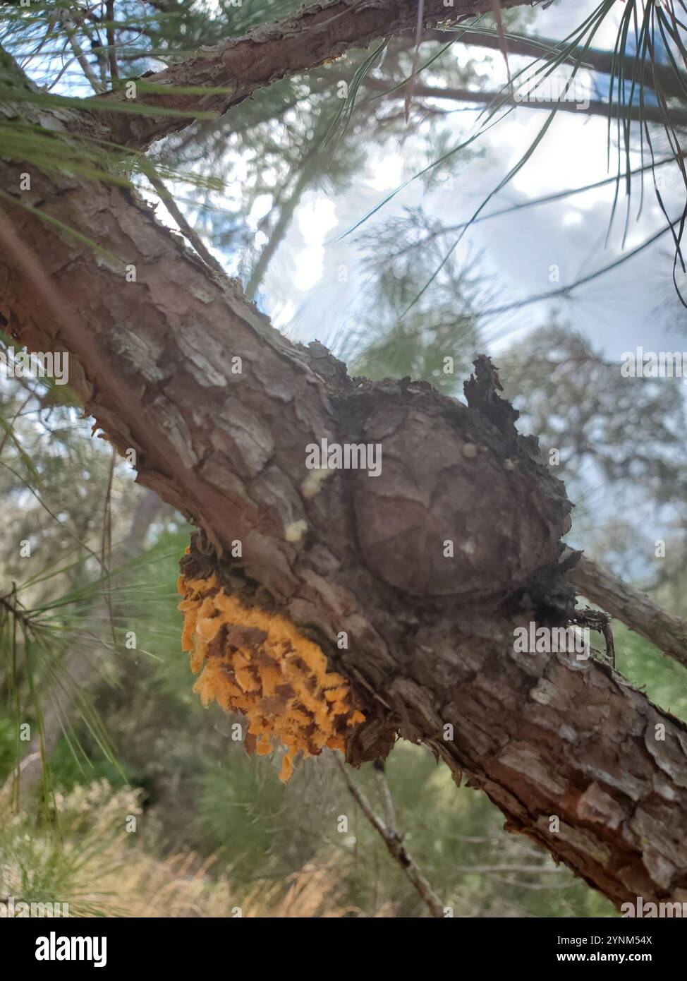 Pine-oak gall rust (Cronartium quercuum Stock Photo - Alamy