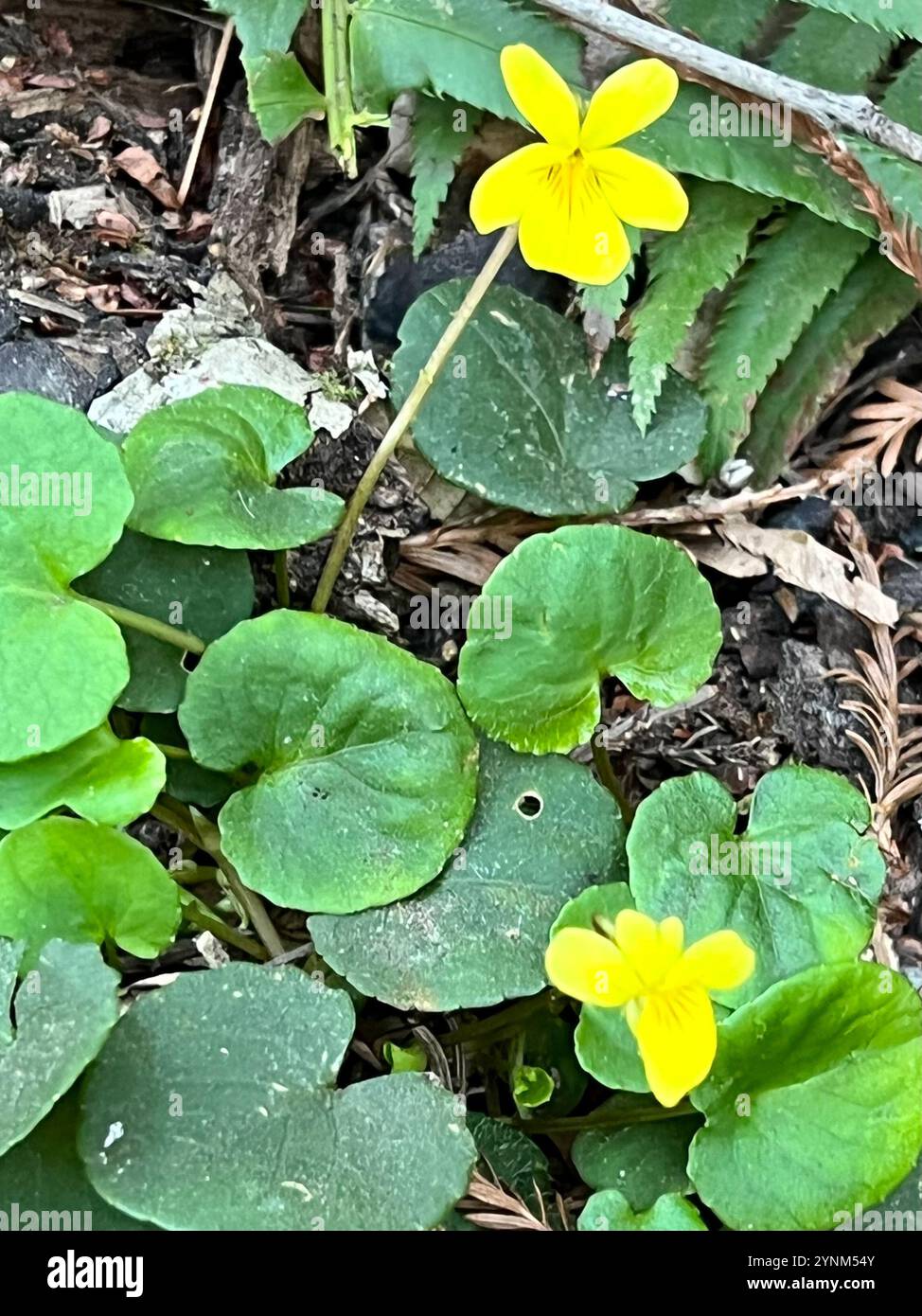 Redwood Violet (Viola sempervirens Stock Photo - Alamy
