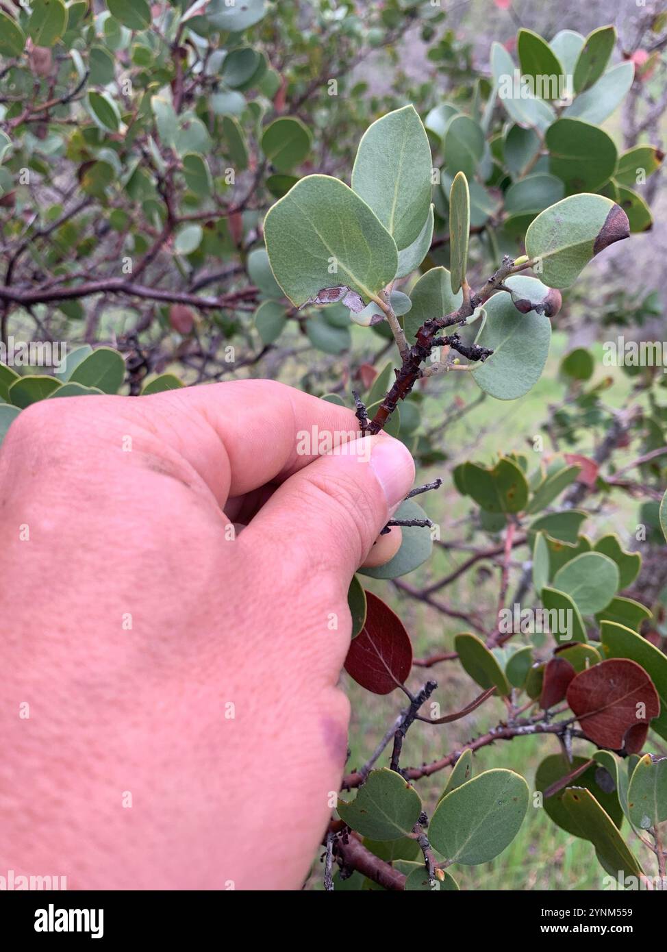 Common Manzanita (Arctostaphylos manzanita Stock Photo - Alamy
