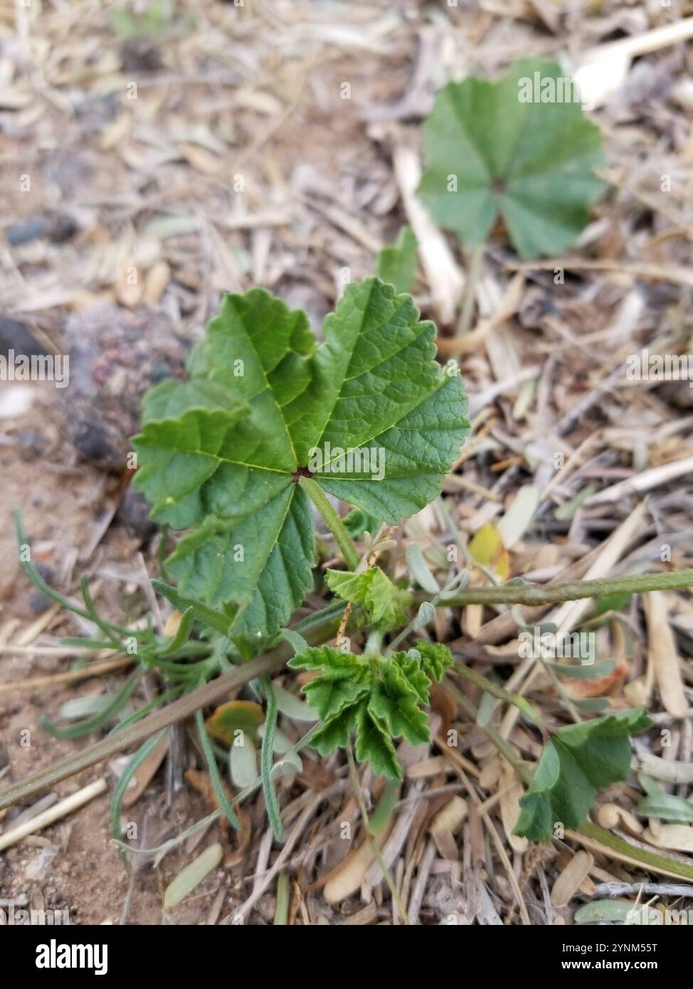 cheeseweed mallow (Malva parviflora Stock Photo - Alamy