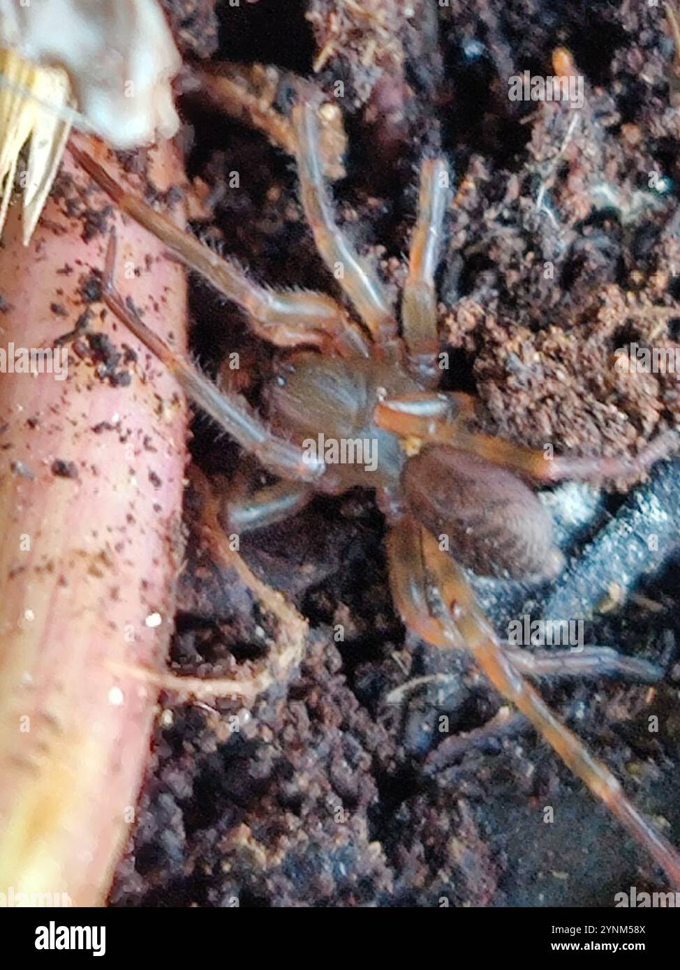 Typical Spiders (Araneomorphae Stock Photo - Alamy