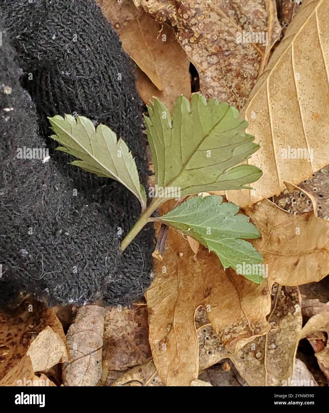 Slender toothwort (Cardamine angustata Stock Photo - Alamy