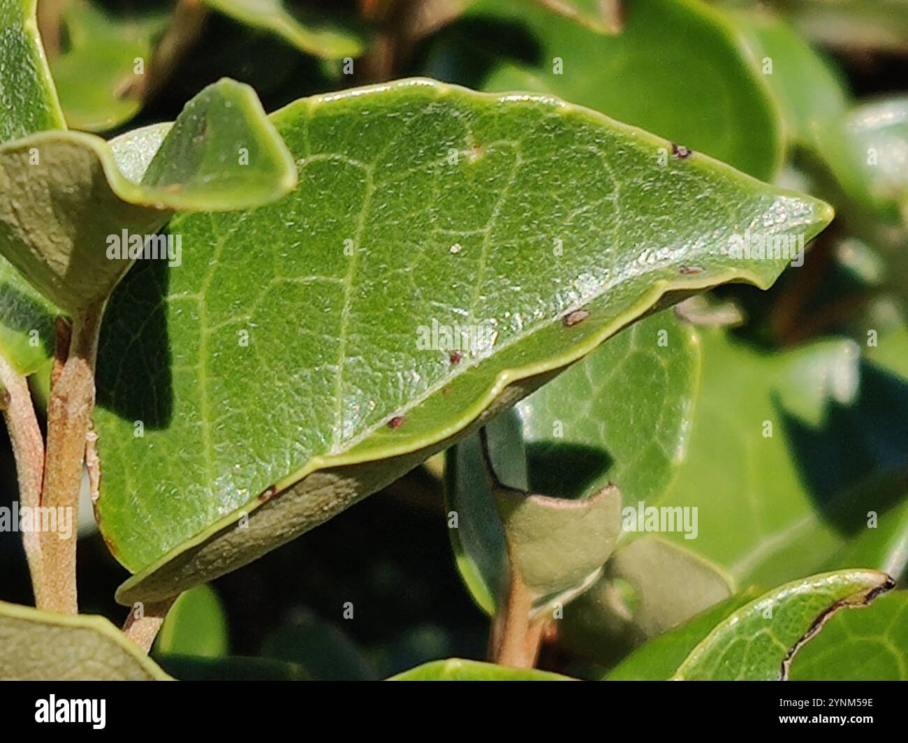 Common tree daisy (Olearia arborescens Stock Photo - Alamy