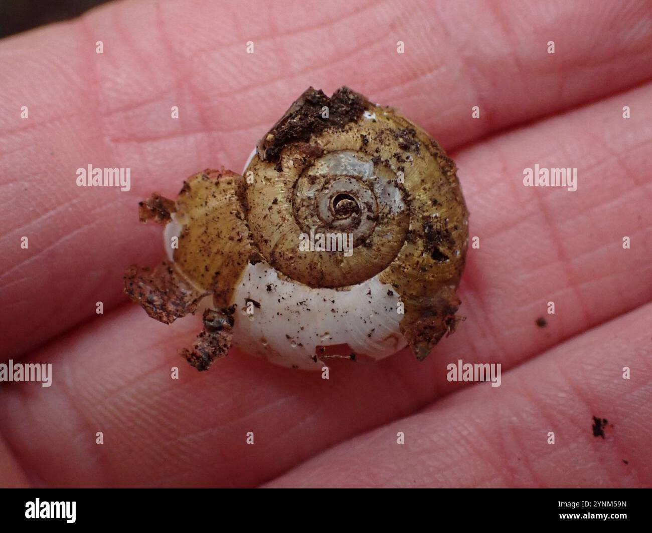 Common Land Snails and Slugs (Stylommatophora Stock Photo - Alamy