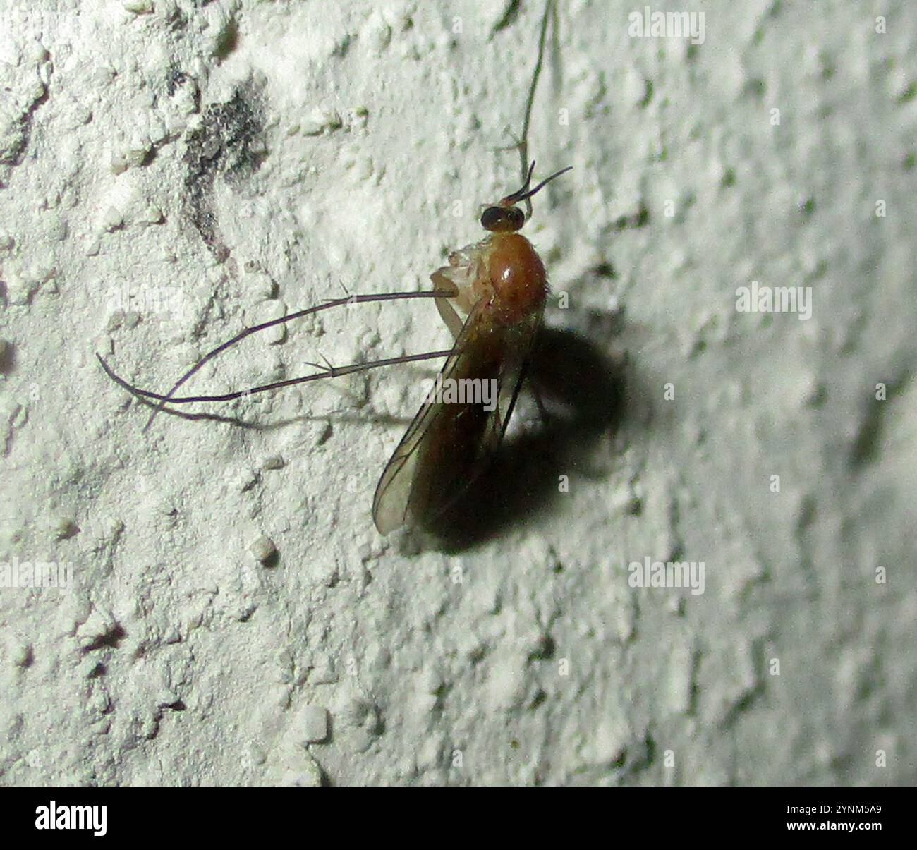 Predatory Fungus Gnats (Keroplatidae Stock Photo - Alamy