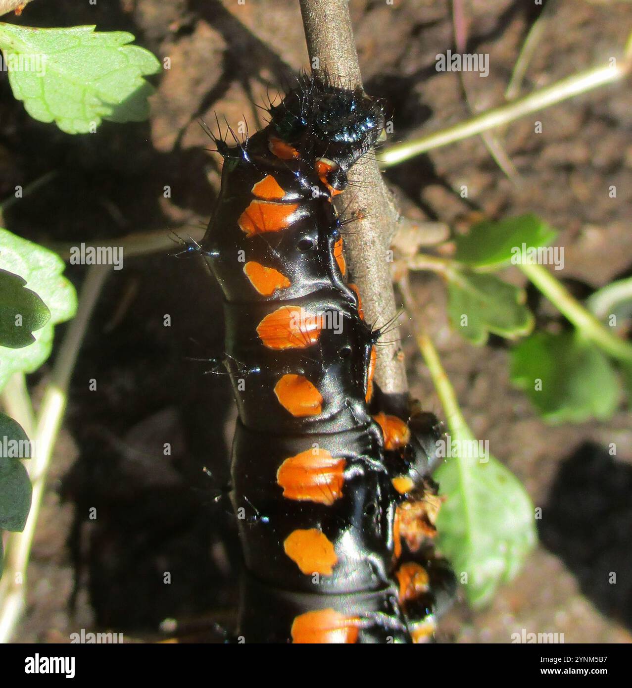 Cavorting Emperor (Usta terpsichore Stock Photo - Alamy