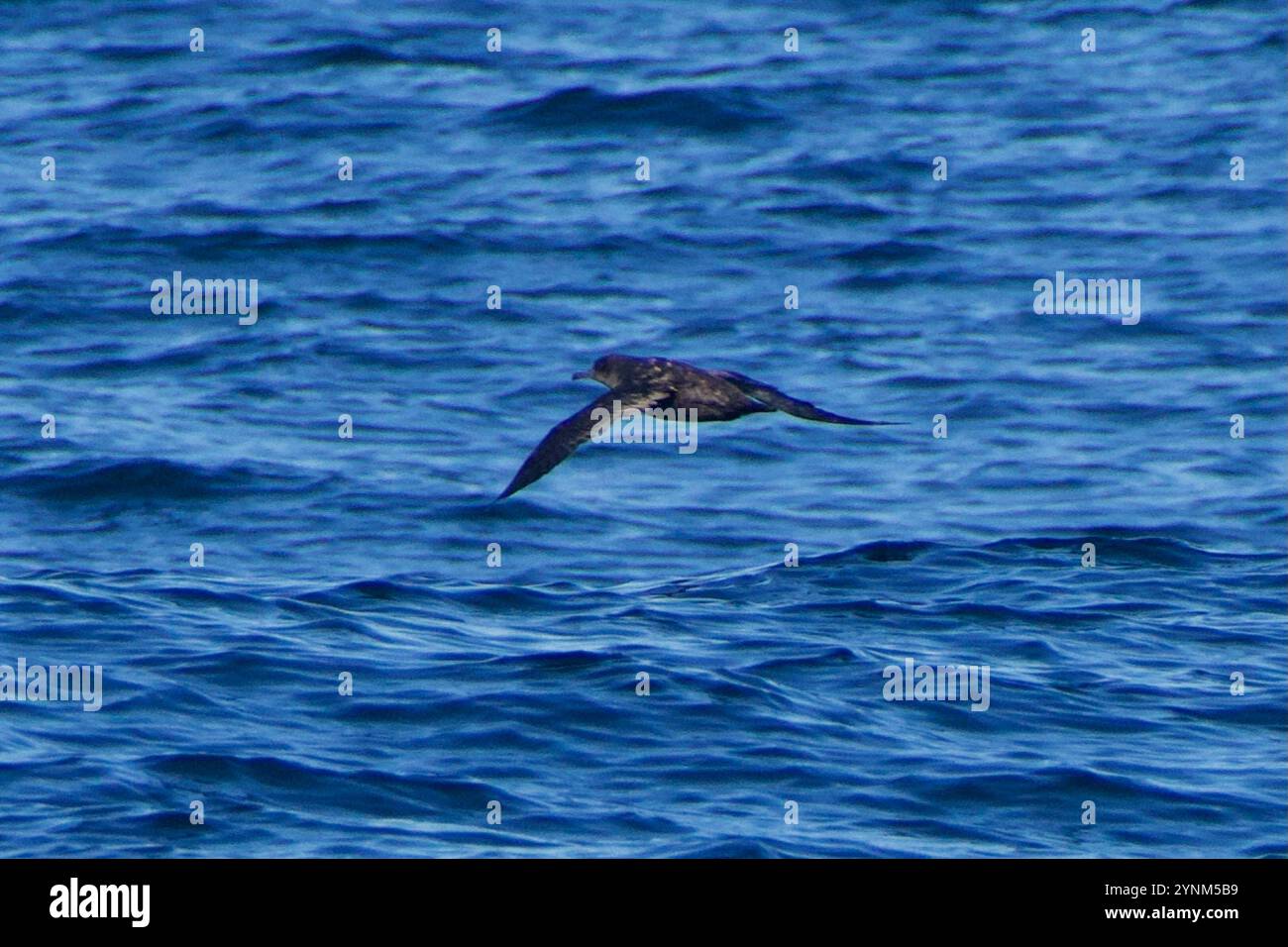 Sooty Shearwater (Ardenna grisea Stock Photo - Alamy
