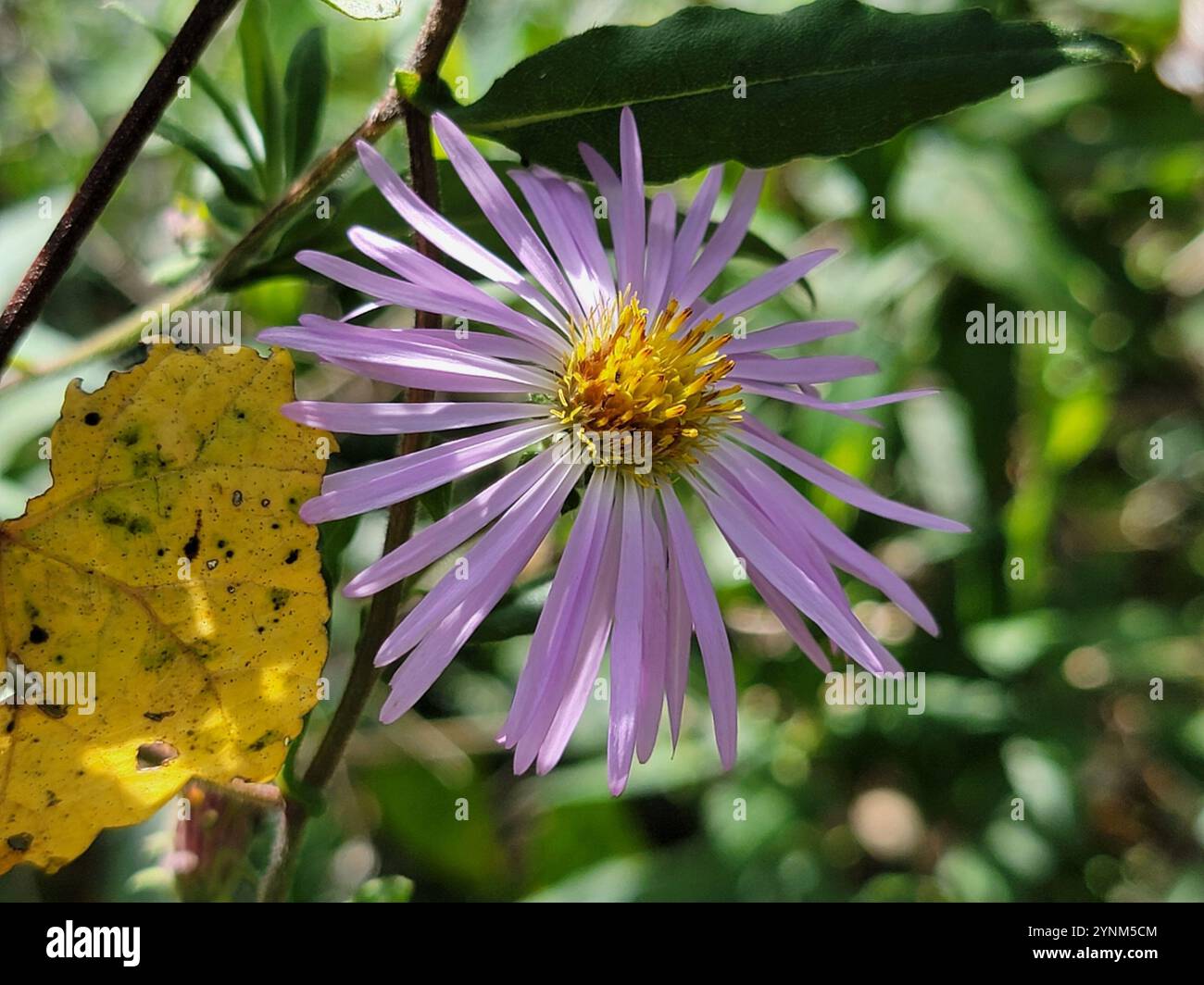 Climbing Aster (Ampelaster carolinianus Stock Photo - Alamy