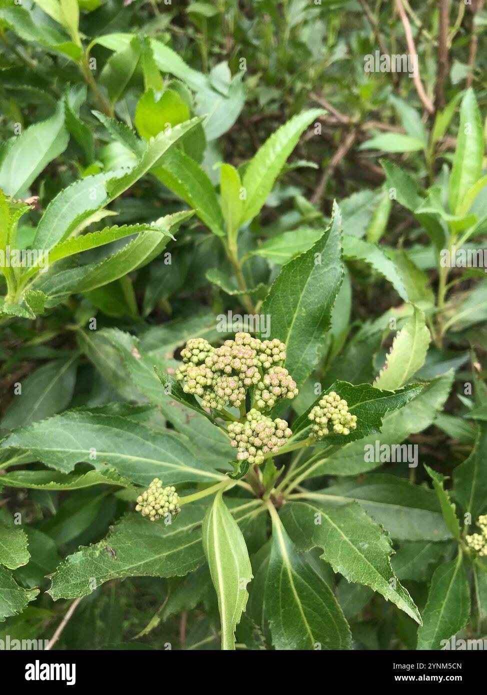 Chilca (Baccharis latifolia Stock Photo - Alamy