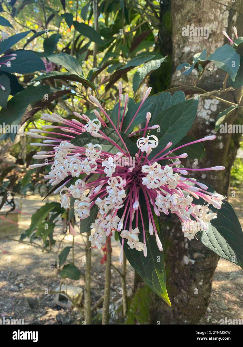 Starburst Bush (Clerodendrum quadriloculare Stock Photo - Alamy