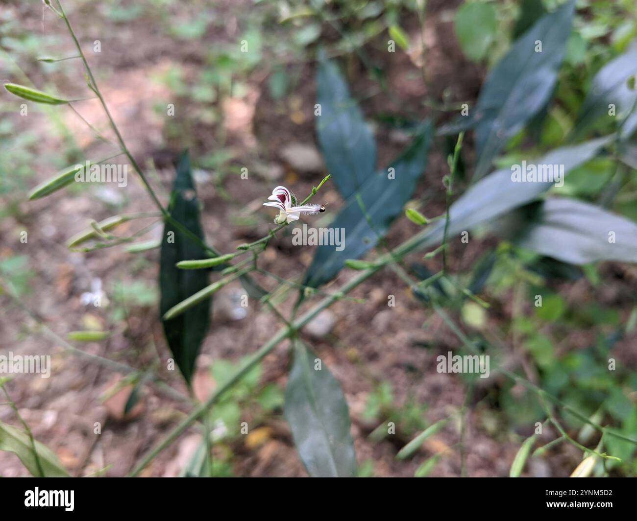Green Chiretta (Andrographis paniculata Stock Photo - Alamy