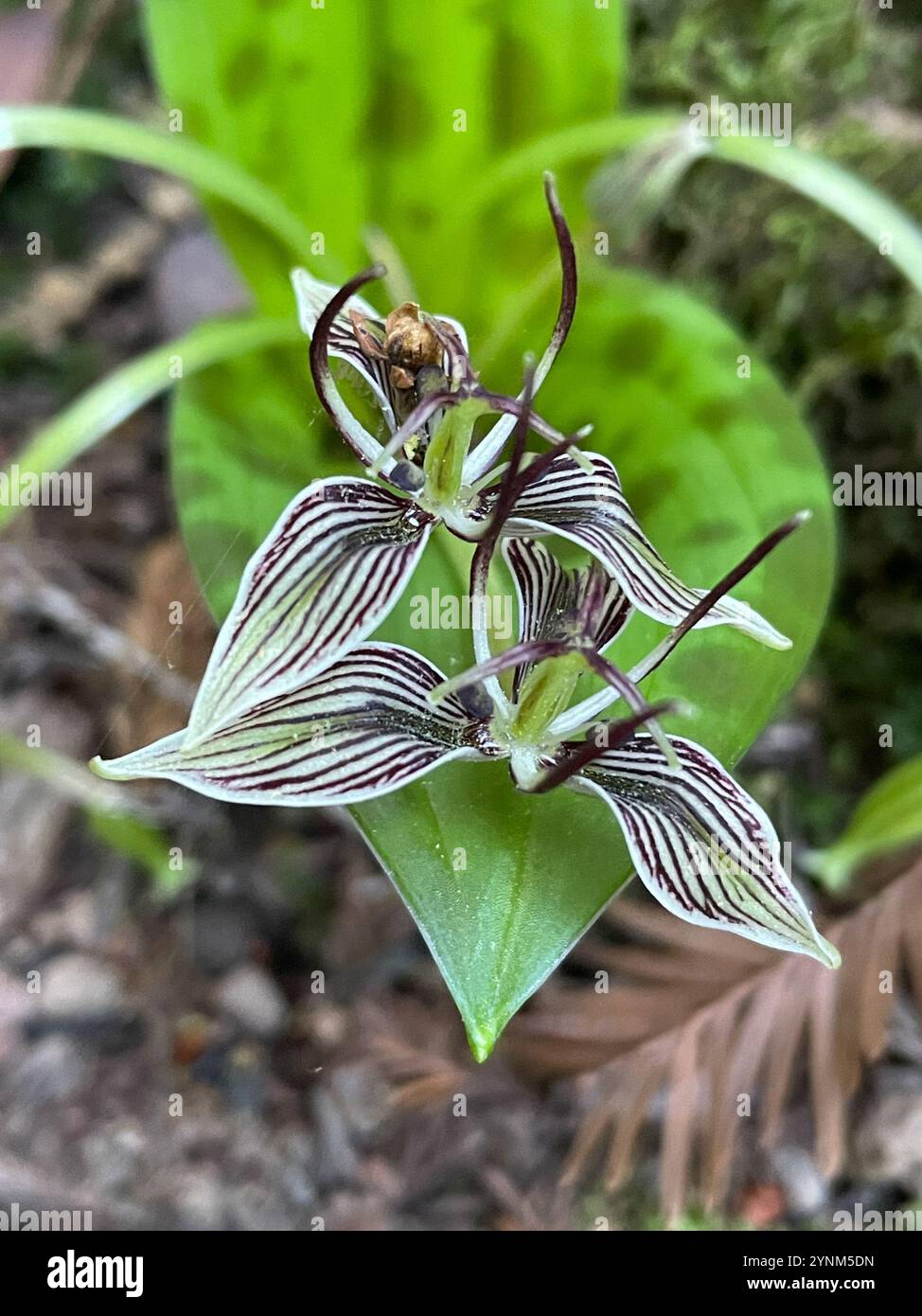 California fetid adderstongue (Scoliopus bigelovii Stock Photo - Alamy