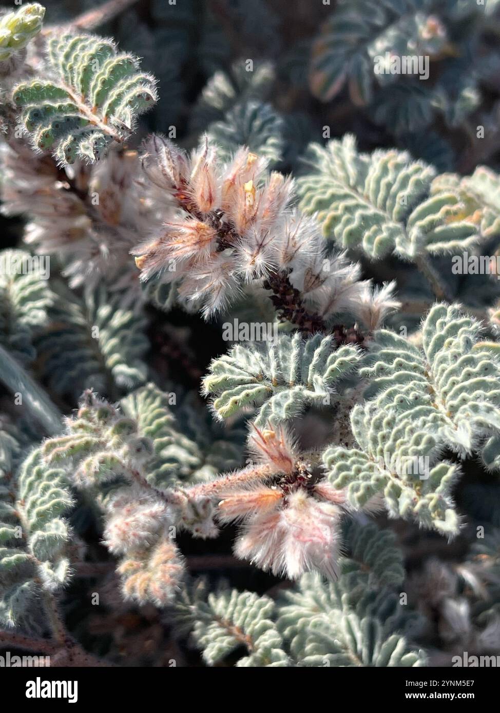 soft prairie clover (Dalea mollissima Stock Photo - Alamy