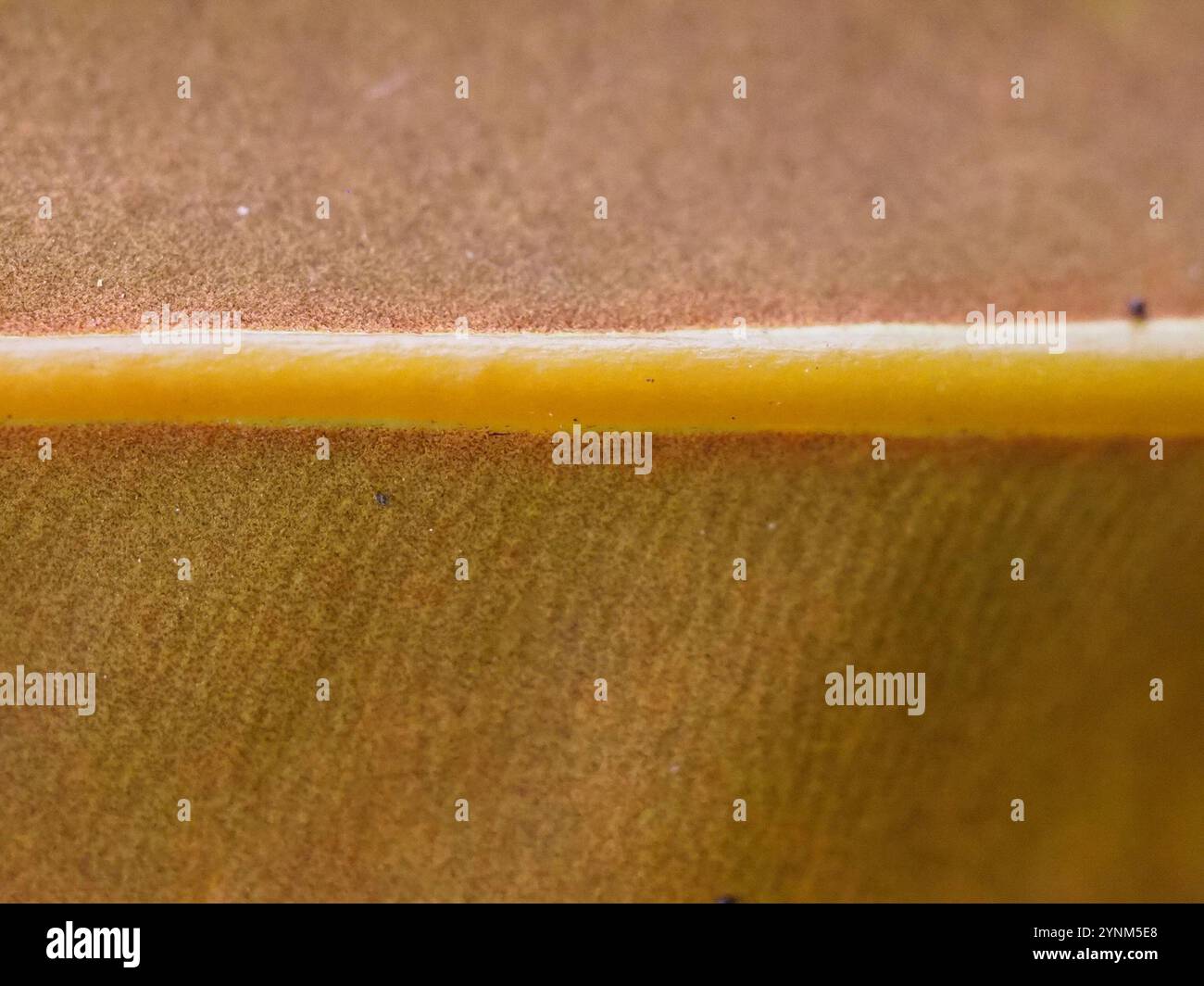 Golden Leather Fern (Acrostichum aureum Stock Photo - Alamy