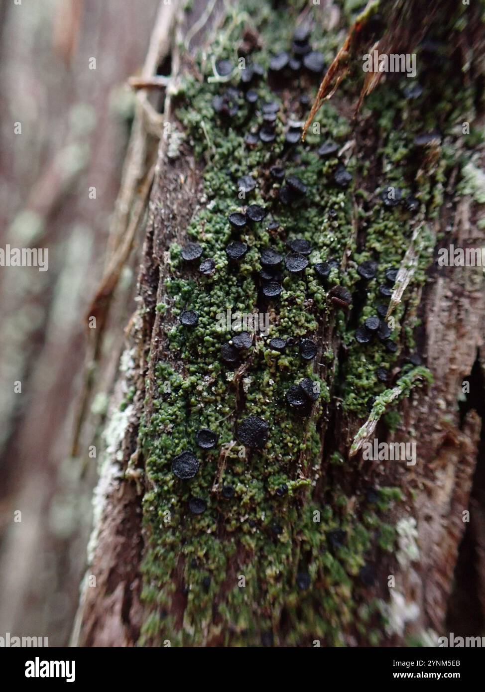 Lopadium hi-res stock photography and images - Alamy