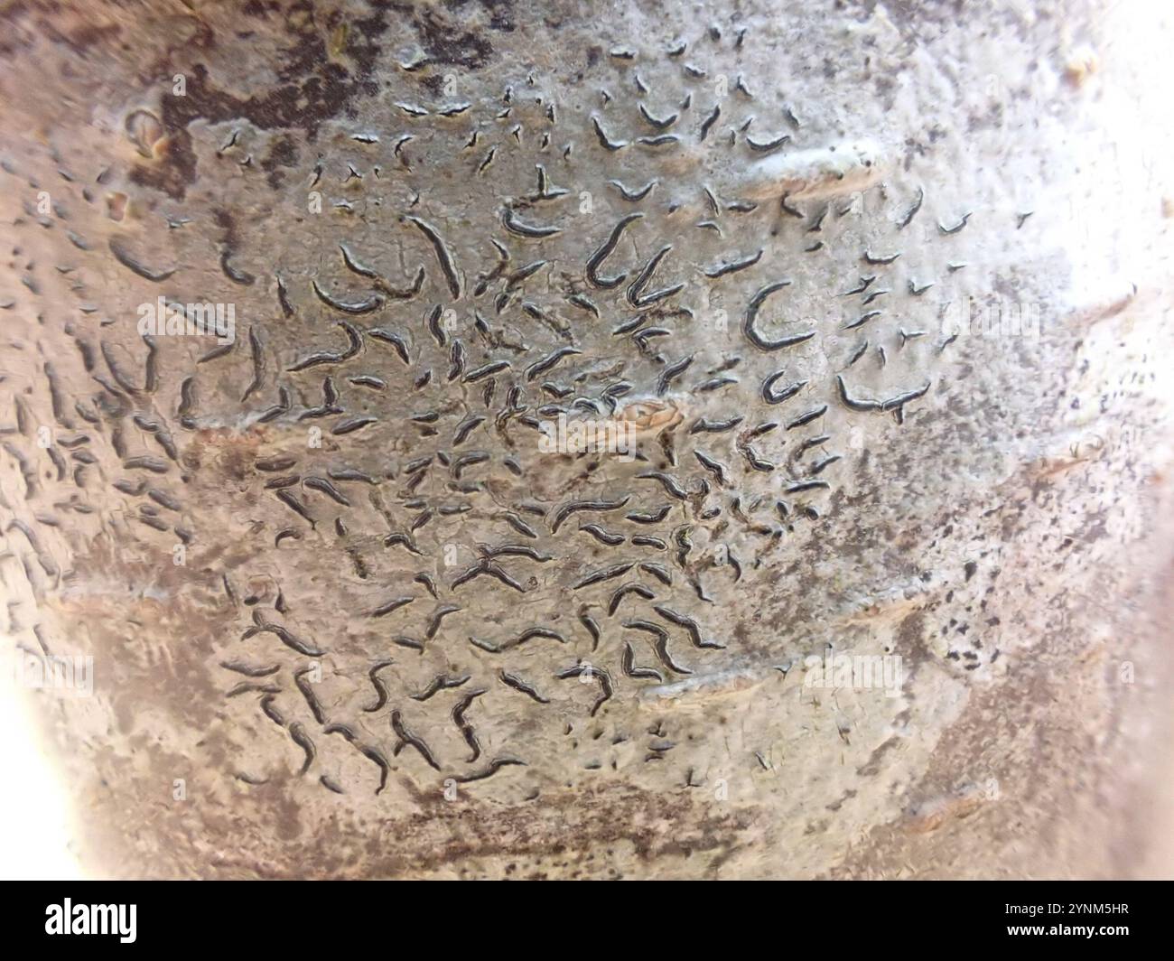 Common Script Lichen (Graphis scripta Stock Photo - Alamy
