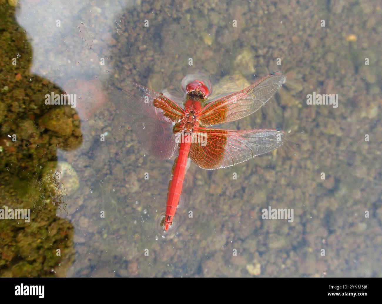 Orange-winged Dropwing (Trithemis kirbyi Stock Photo - Alamy