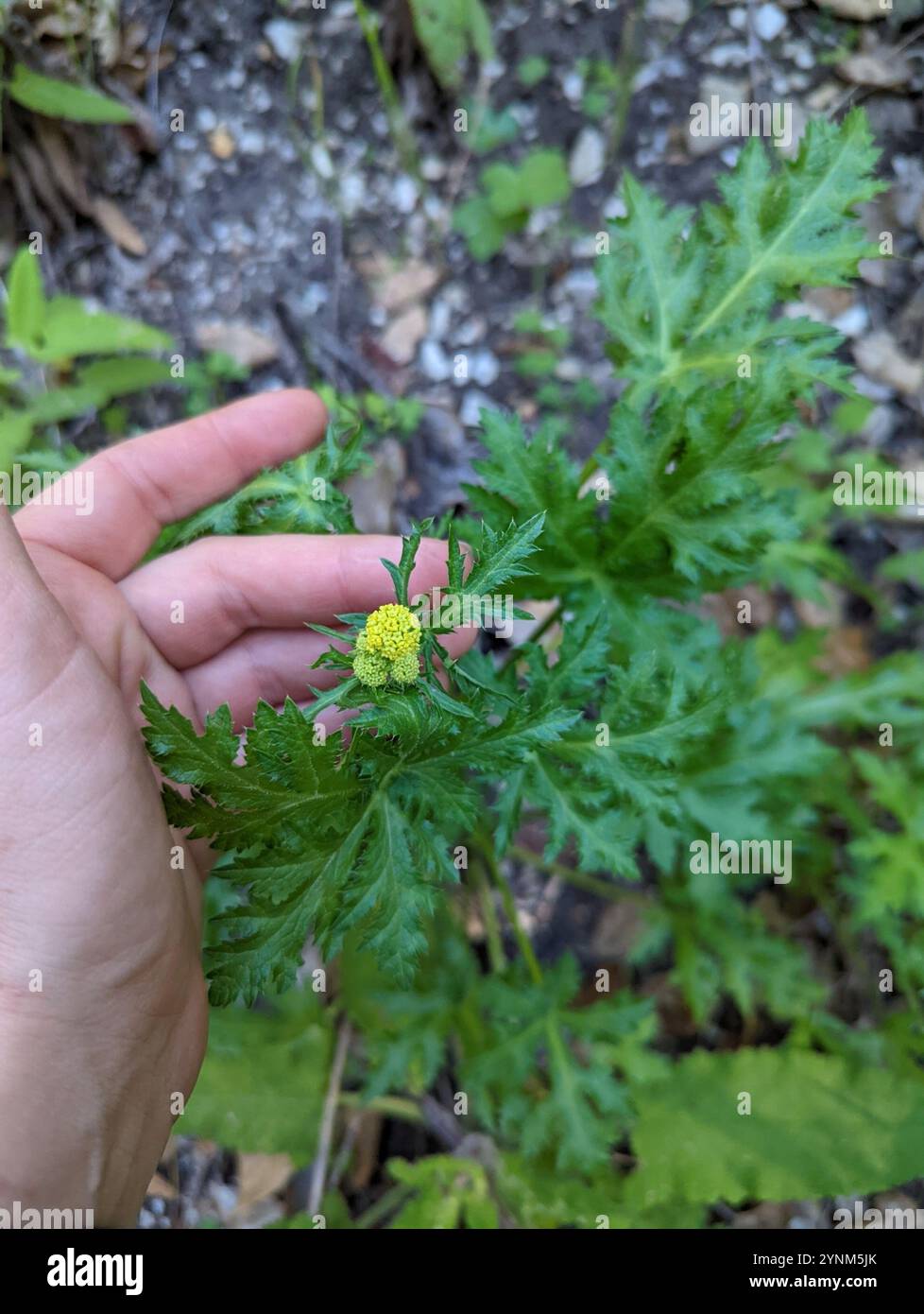 Sharp-toothed Sanicle (Sanicula arguta Stock Photo - Alamy