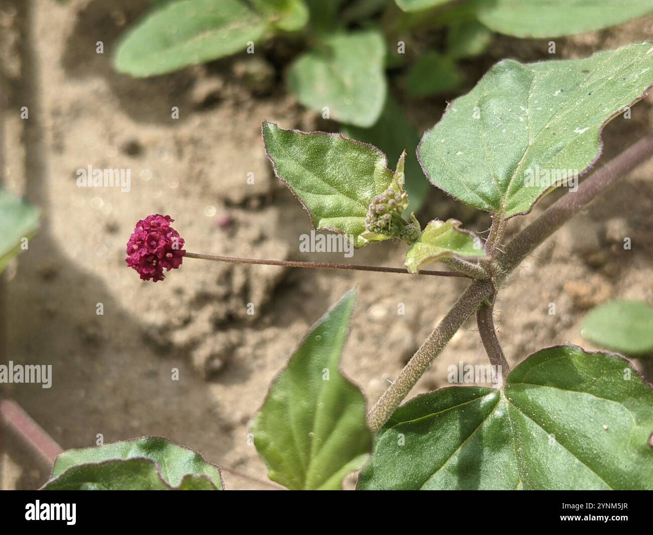 scarlet spiderling (Boerhavia coccinea Stock Photo - Alamy