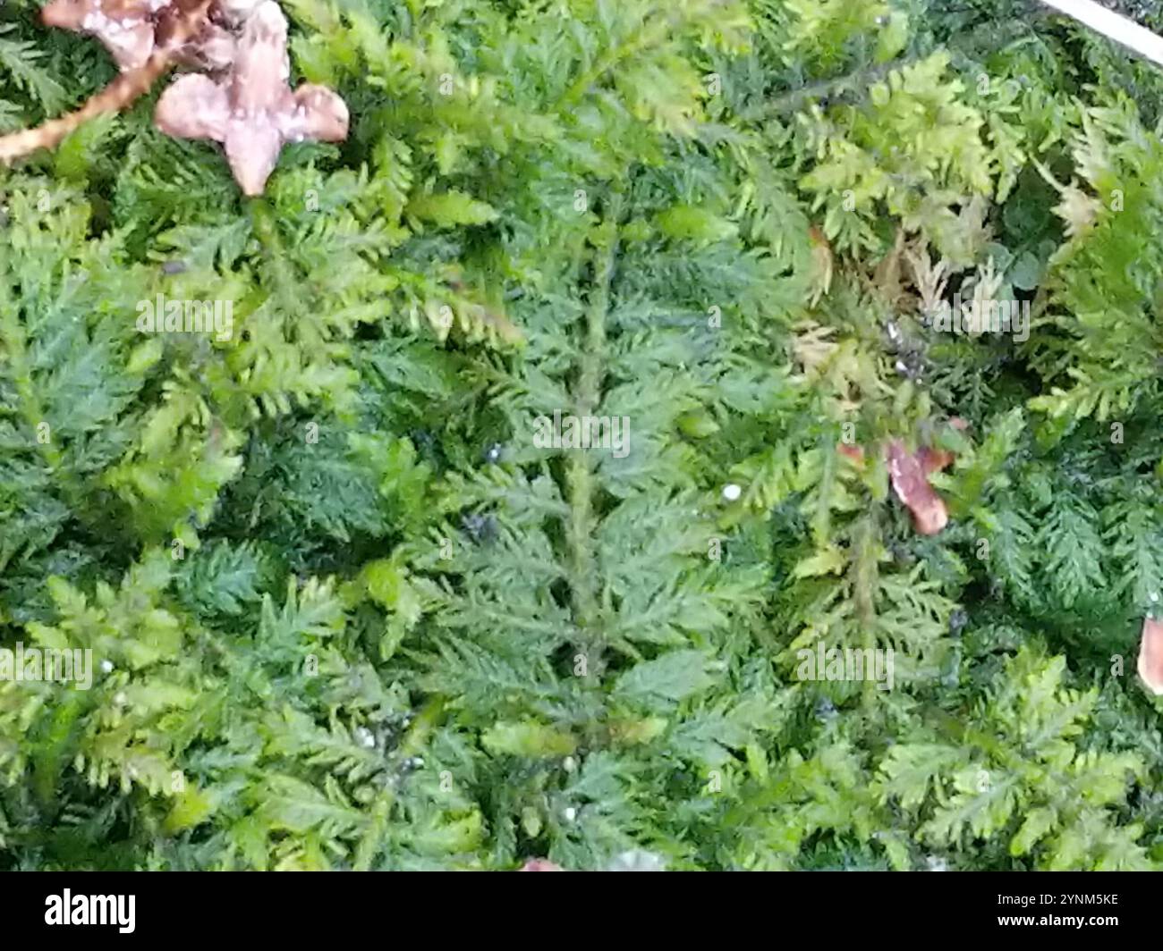 delicate fern moss (Thuidium delicatulum Stock Photo - Alamy