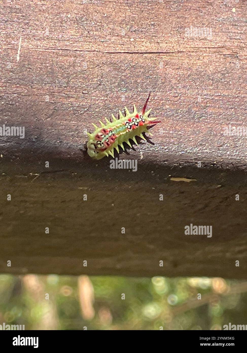 Four-spotted Cup Moth (Doratifera quadriguttata Stock Photo - Alamy