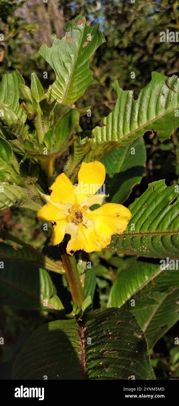 Peruvian primrose-willow (Ludwigia peruviana Stock Photo - Alamy
