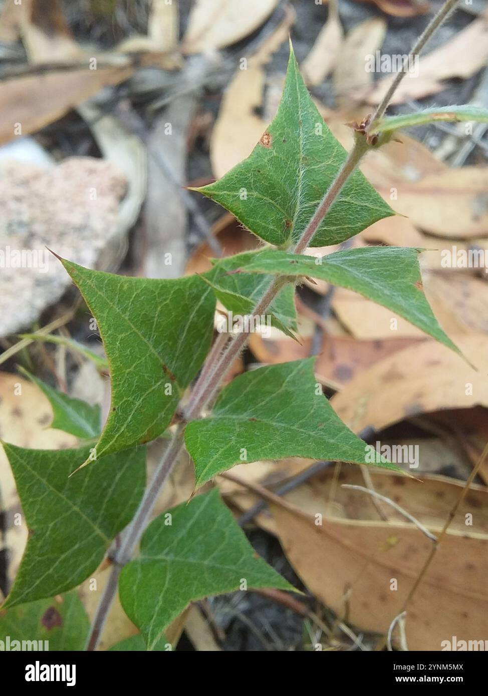 Common Flat-pea (Platylobium obtusangulum Stock Photo - Alamy