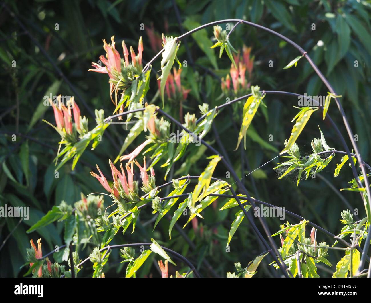 Sabah Snake Grass (Clinacanthus nutans Stock Photo - Alamy