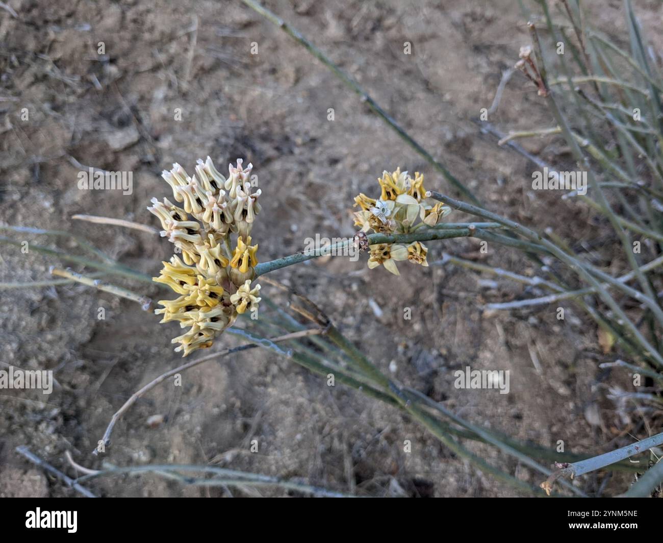 rush milkweed (Asclepias subulata Stock Photo - Alamy