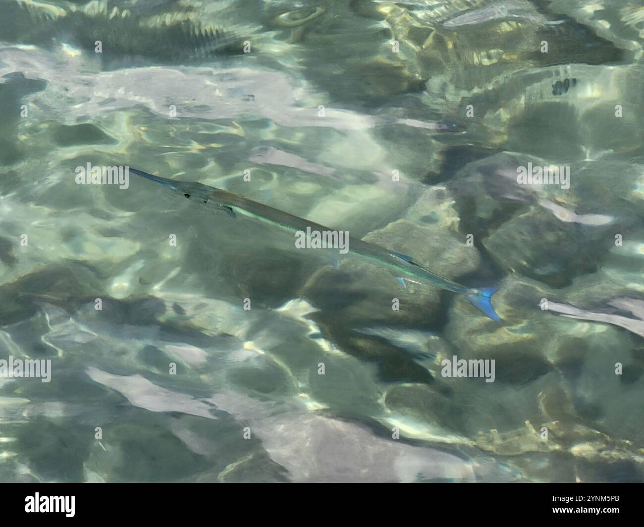 Houndfish hi-res stock photography and images - Alamy