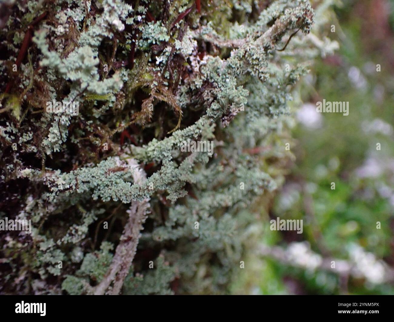 pixie cup and reindeer lichens (Cladonia Stock Photo - Alamy