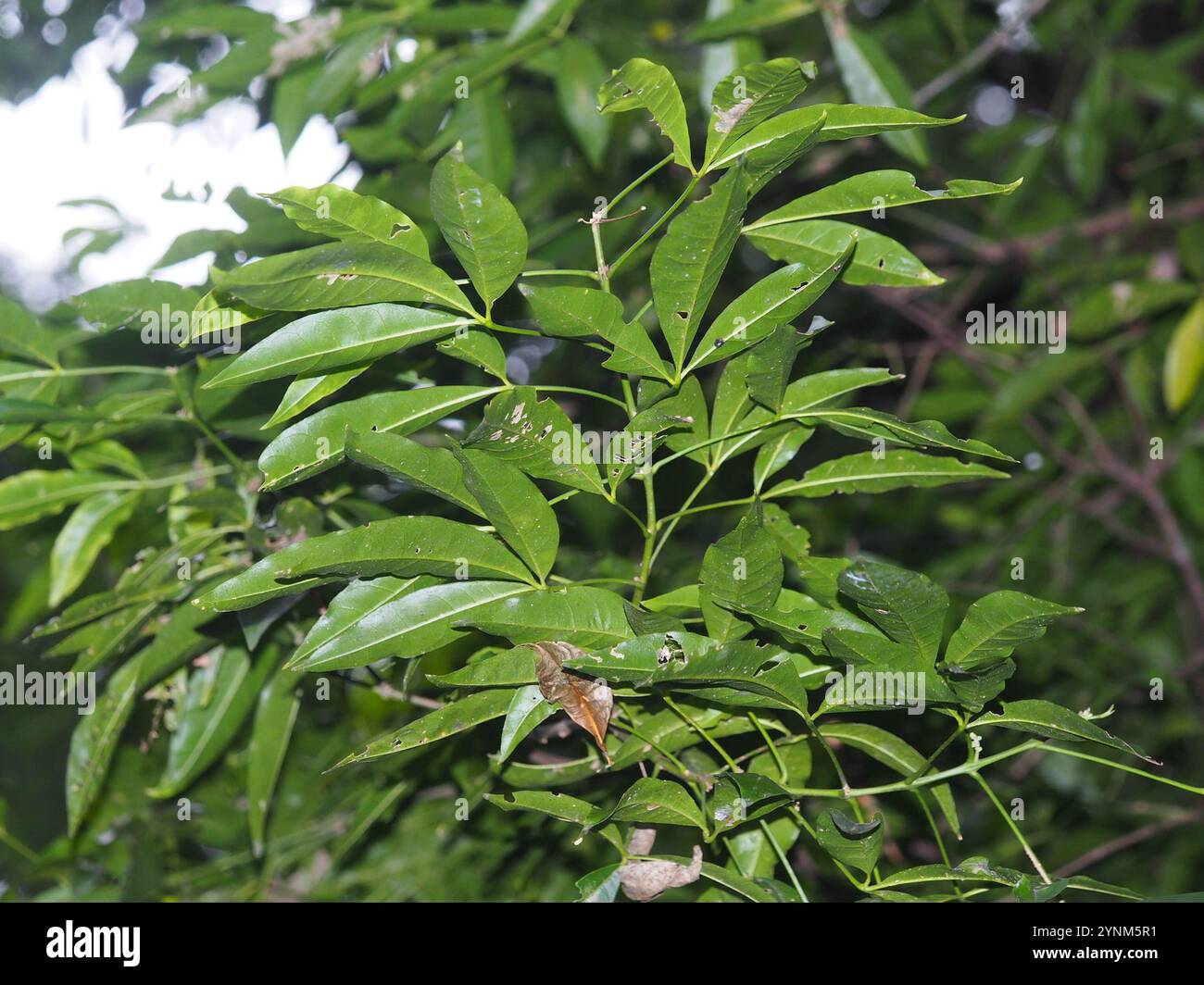 Thin-Evodia (Melicope pteleifolia Stock Photo - Alamy