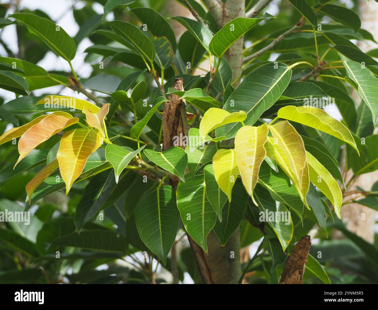 Japanese Superb Fig (Ficus subpisocarpa Stock Photo - Alamy