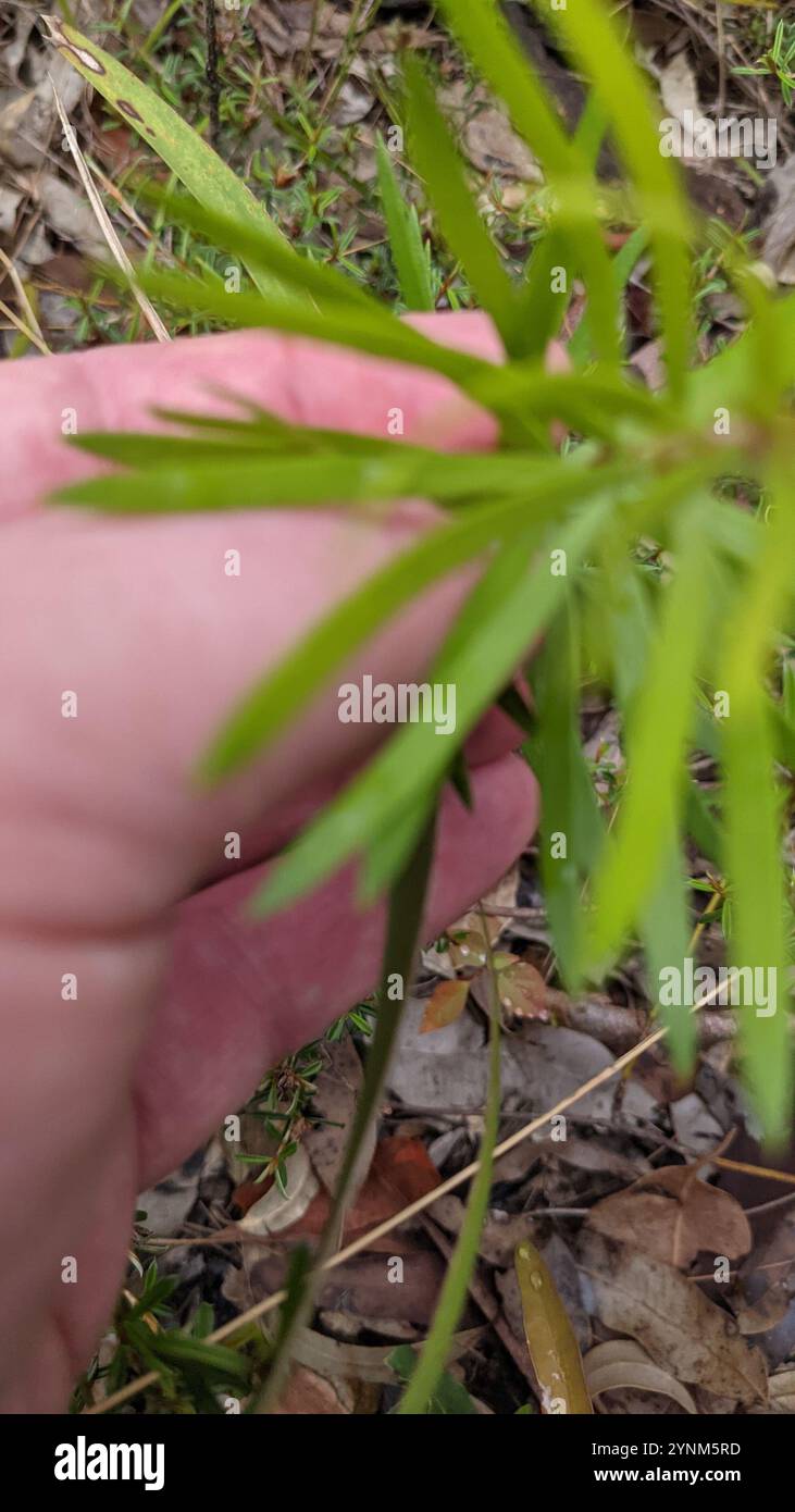 Narrow-leaf Geebung (Persoonia linearis Stock Photo - Alamy