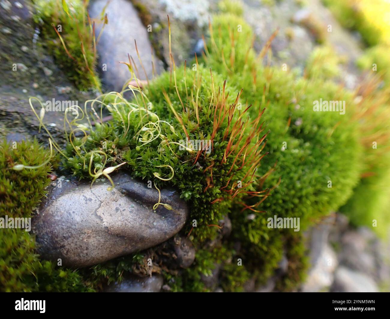 Bonfire moss (Funaria hygrometrica Stock Photo - Alamy