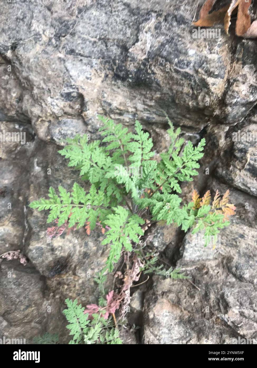 vascular plants (Tracheophyta Stock Photo - Alamy