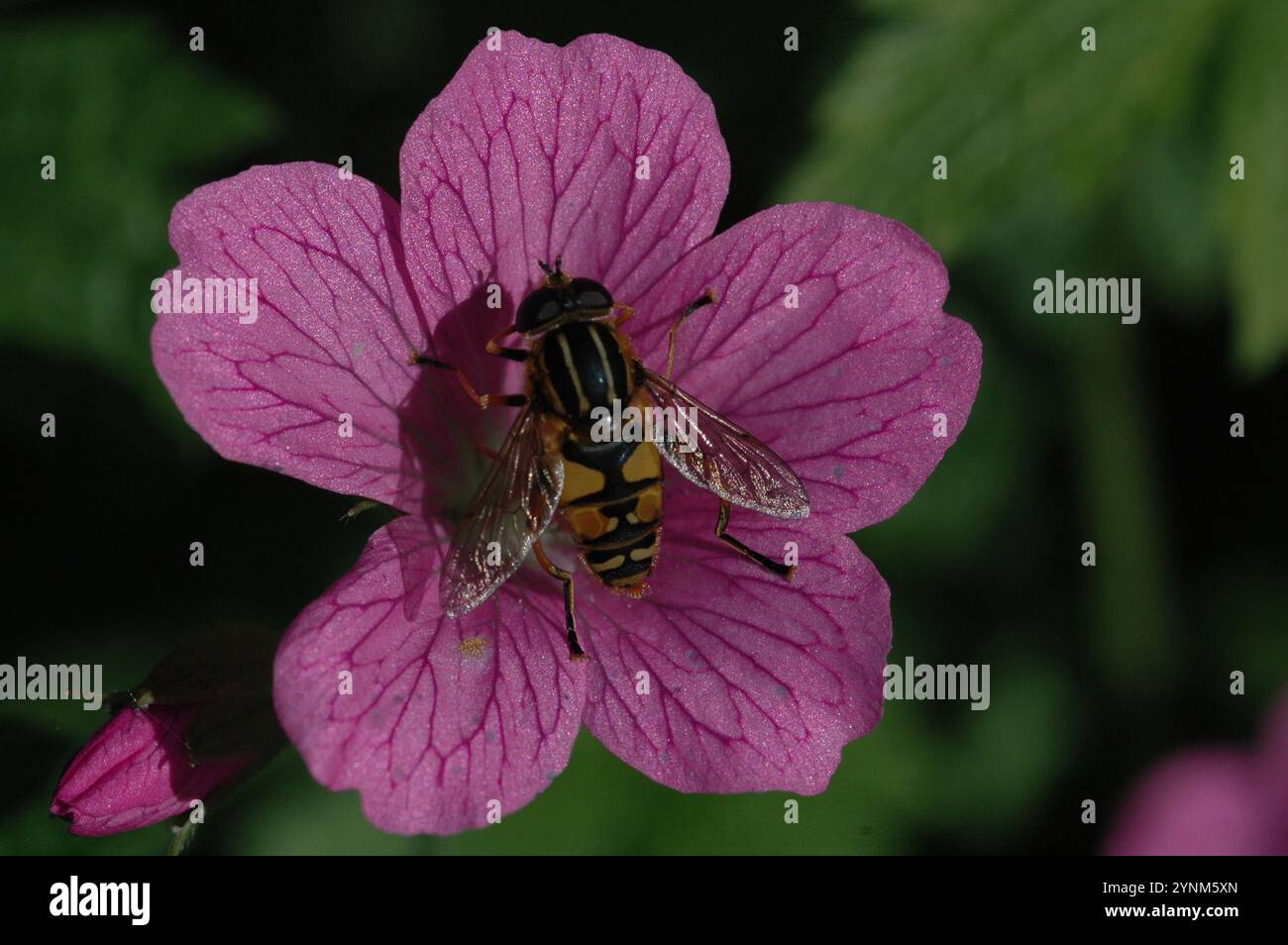 Sun Fly (Helophilus pendulus Stock Photo - Alamy