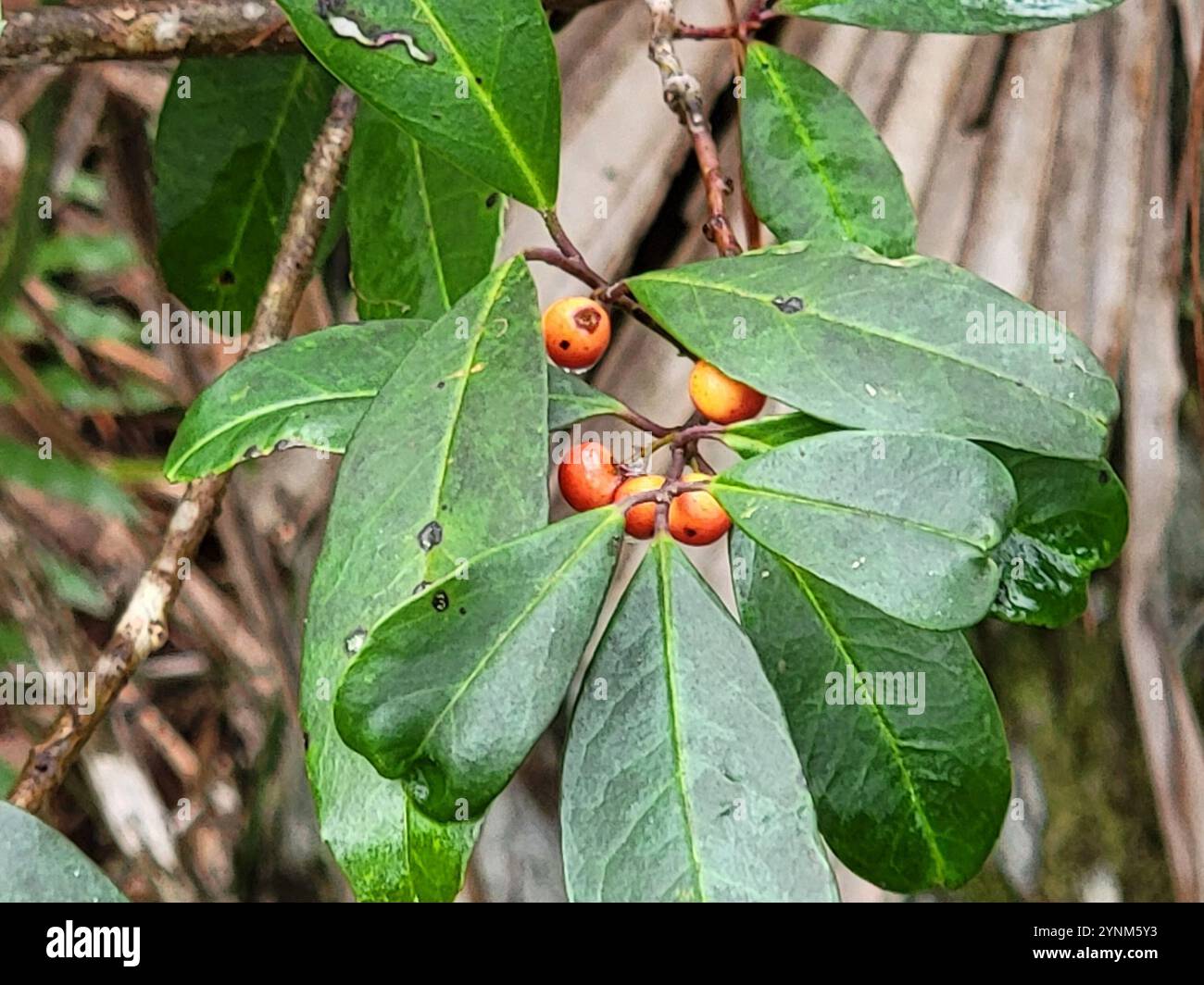 dahoon holly (Ilex cassine Stock Photo - Alamy