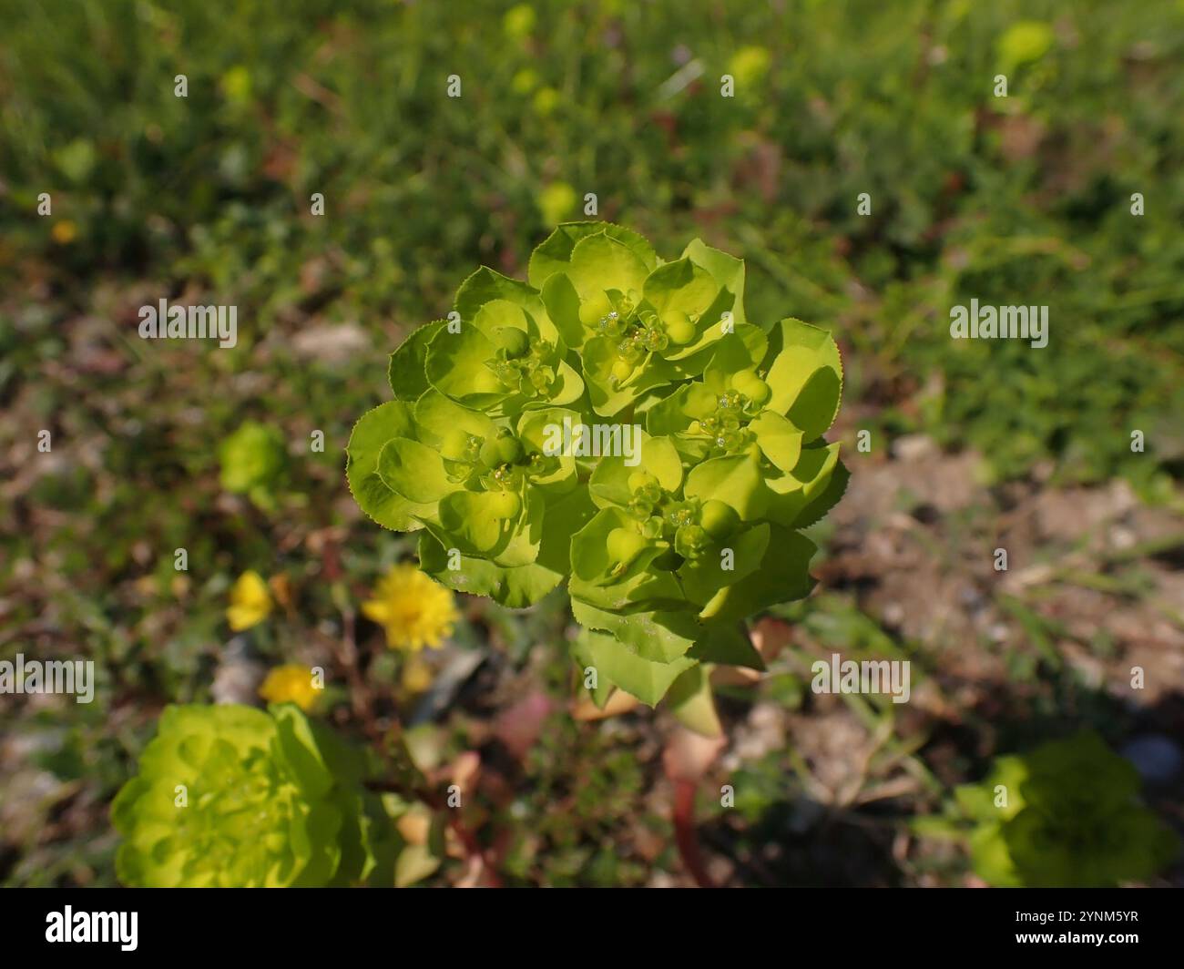 Sun spurge (Euphorbia helioscopia Stock Photo - Alamy