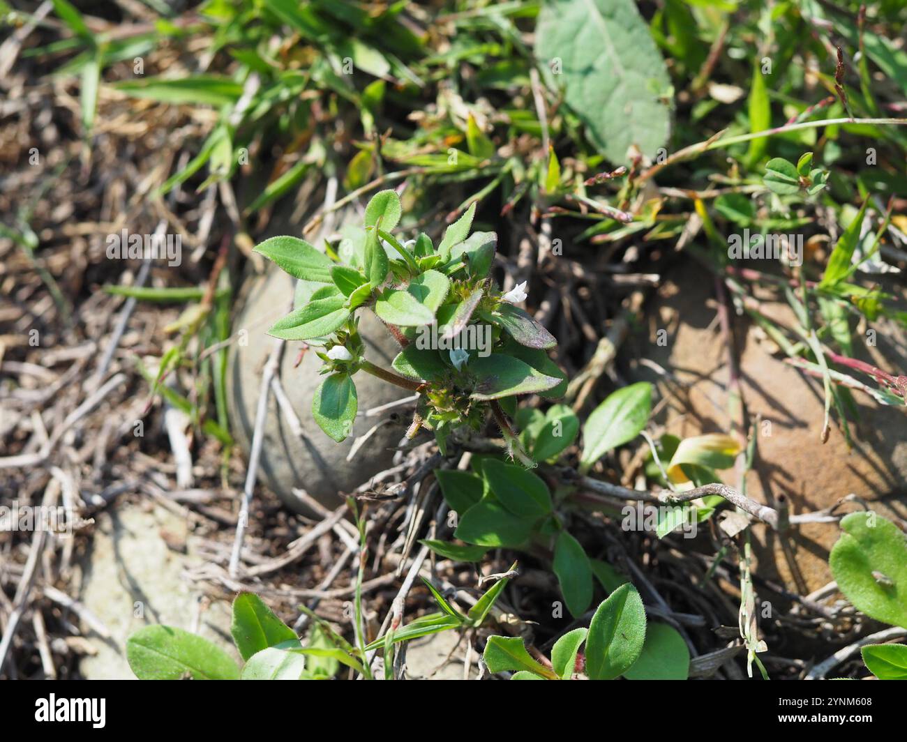 Tropical Mexican Clover (Richardia brasiliensis Stock Photo - Alamy
