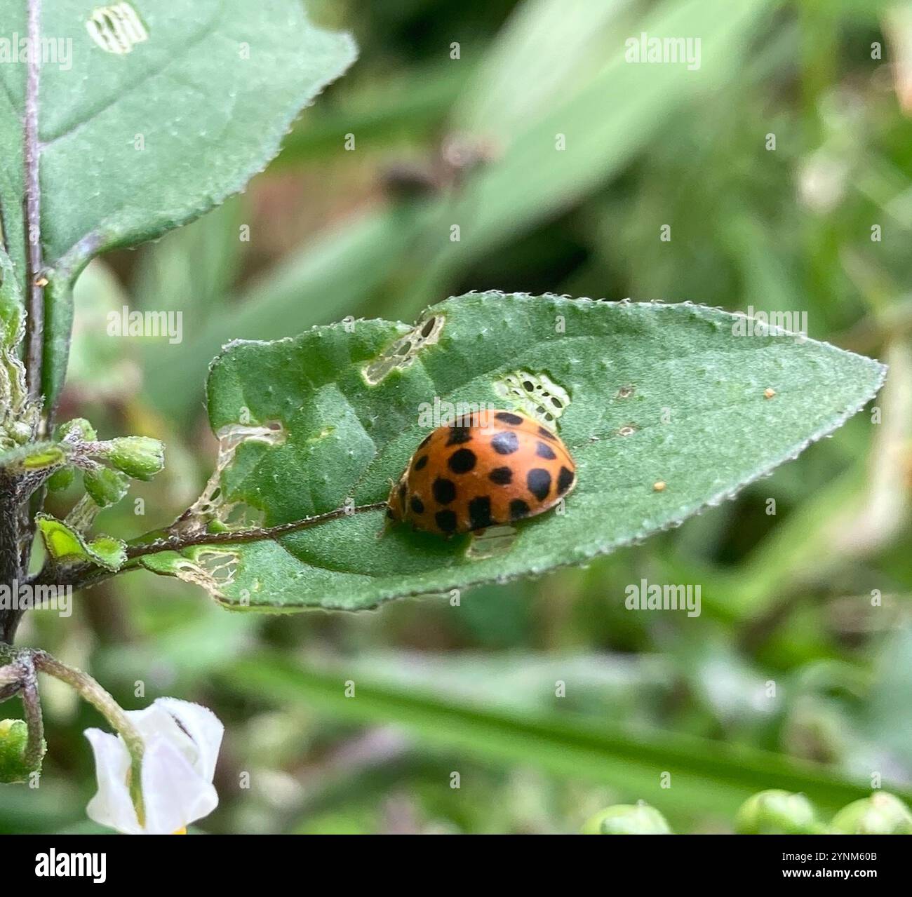 Henosepilachna vigintioctopunctata hi-res stock photography and images ...