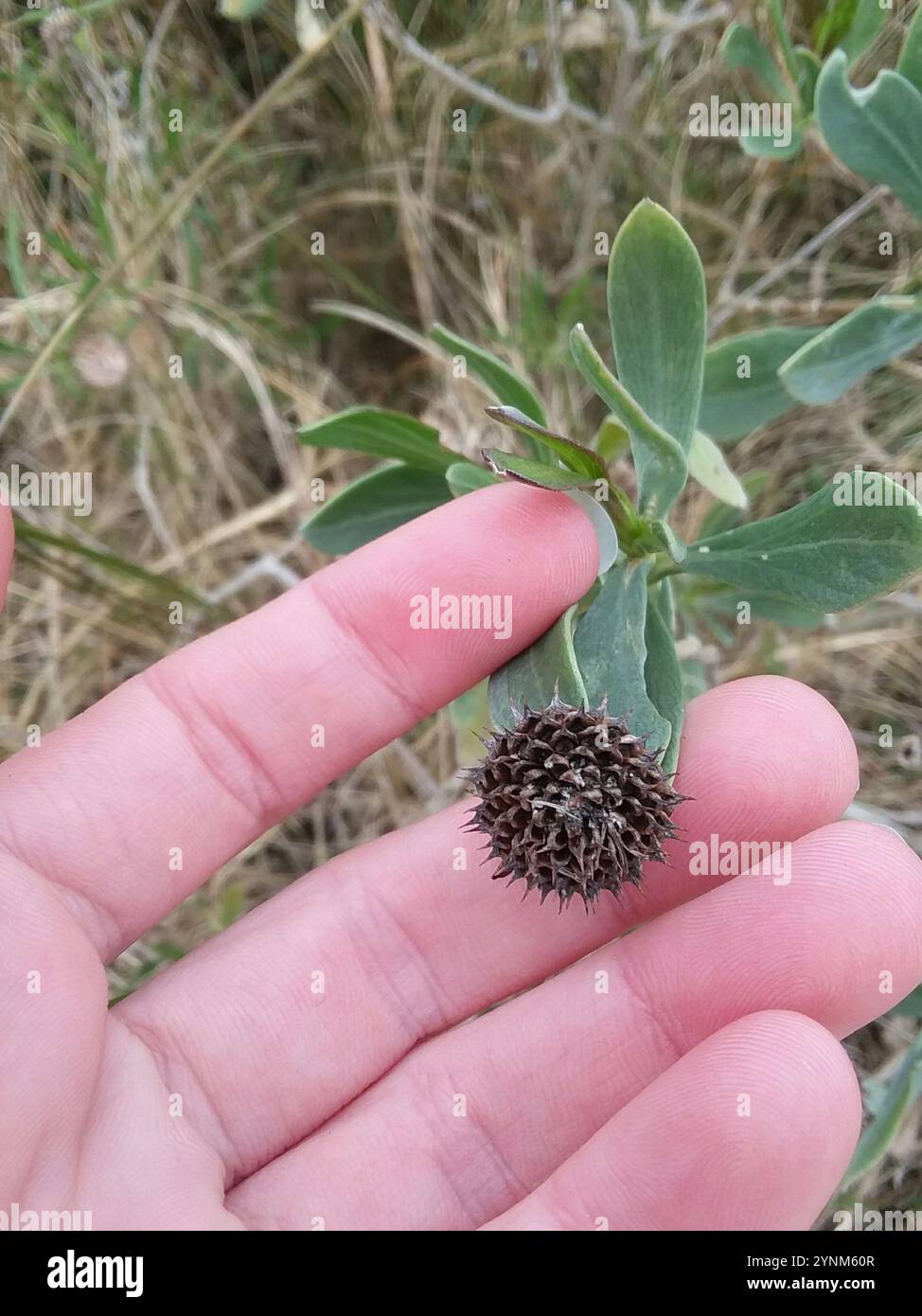 sea ox-eye (Borrichia frutescens Stock Photo - Alamy