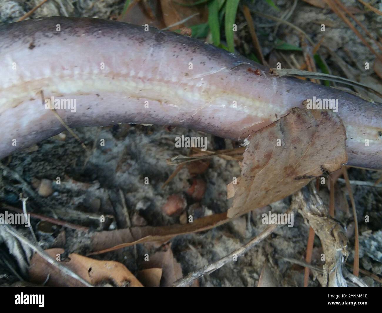 American Eel (Anguilla rostrata Stock Photo - Alamy