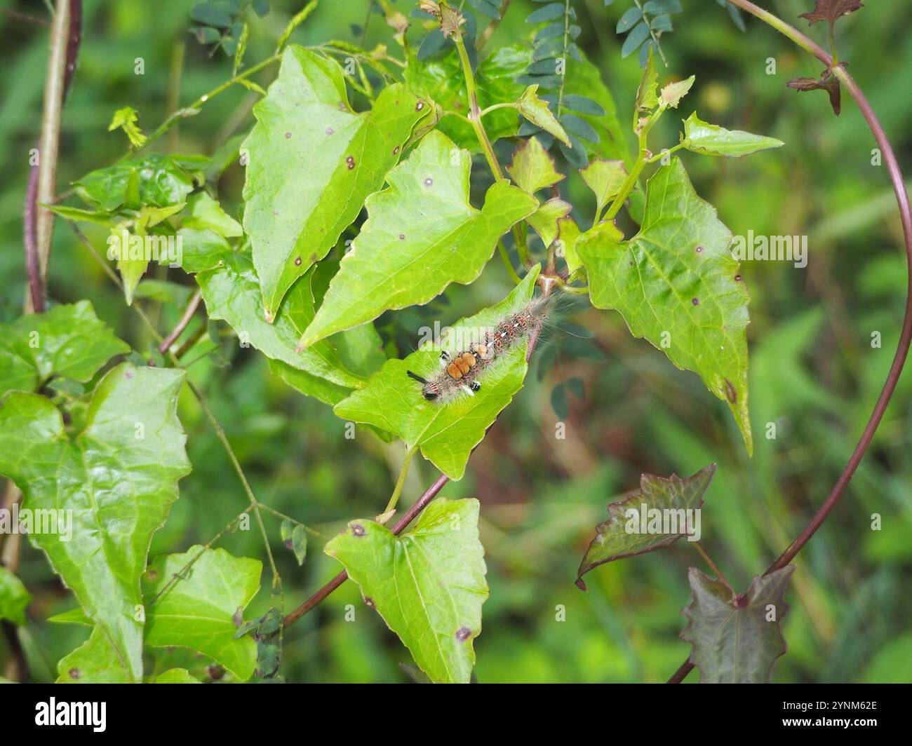 Mendosa hi-res stock photography and images - Alamy