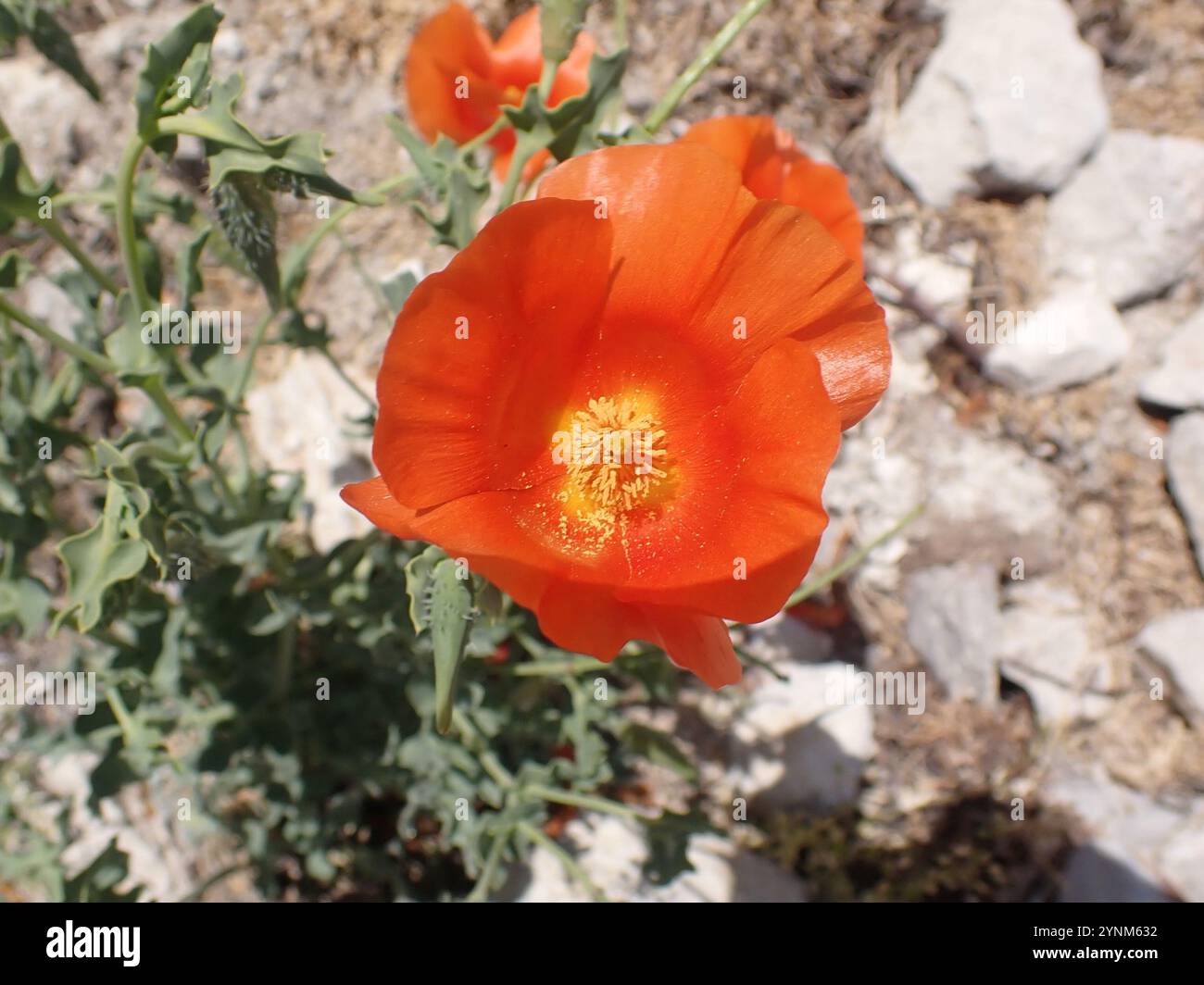 Red Horned Poppy (Glaucium corniculatum Stock Photo - Alamy