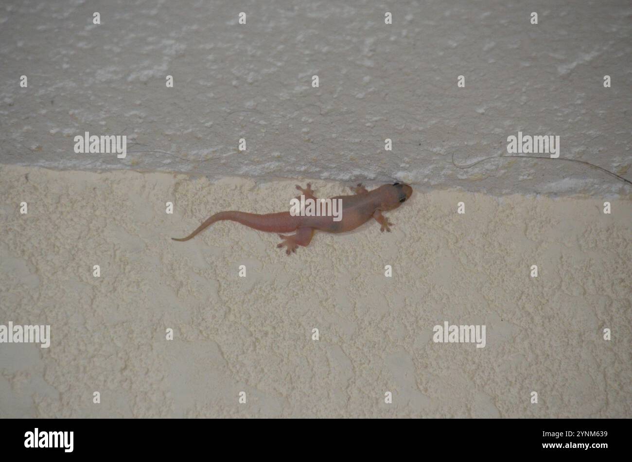Four clawed gecko hi-res stock photography and images - Alamy