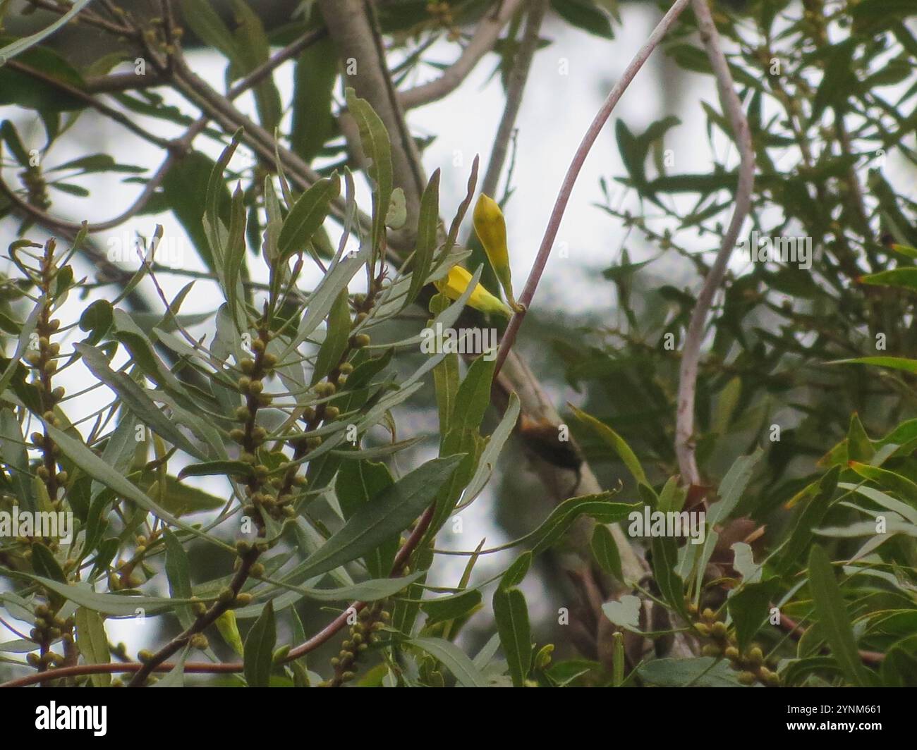 yellow jessamine (Gelsemium sempervirens Stock Photo - Alamy