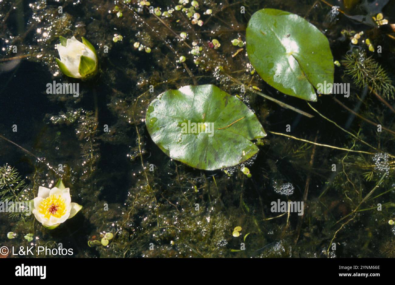 Pygmy Water-lily (Nymphaea tetragona Stock Photo - Alamy